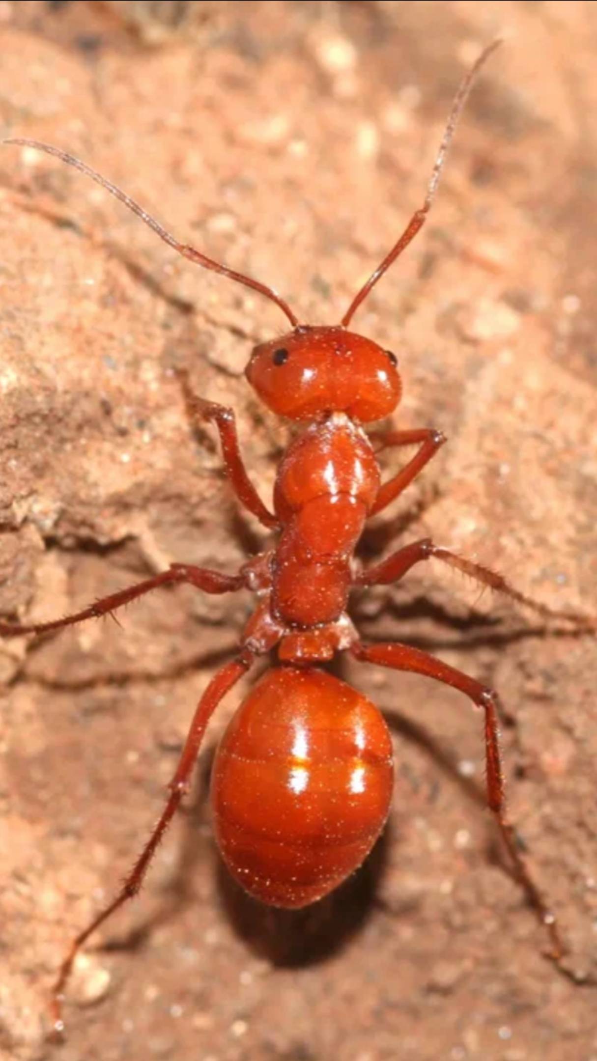 The ants 🐜 3 уже без комментариев