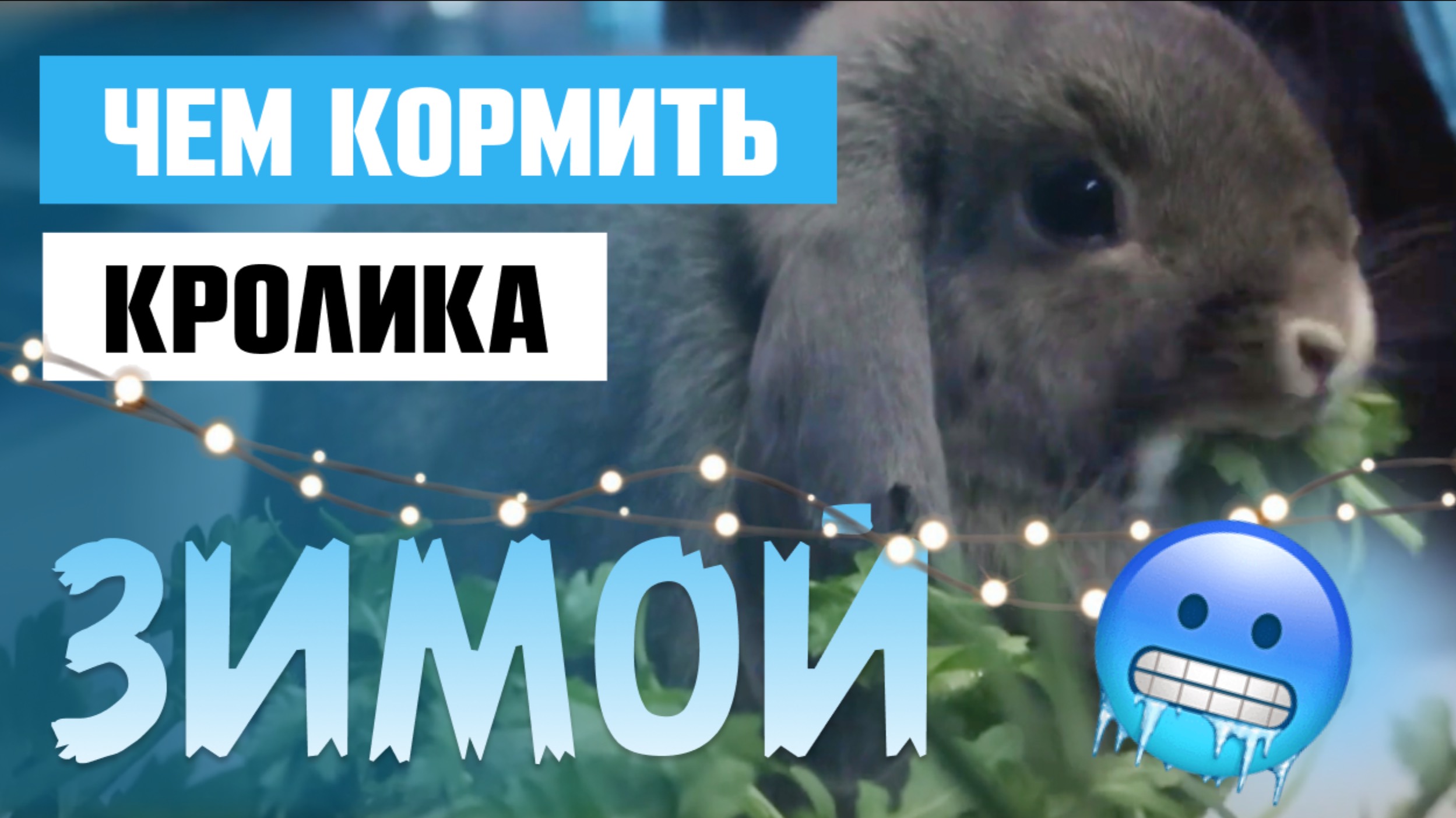 Чем кормить кроликов ЗИМОЙ? / Какую зелень МОЖНО давать кролику? / Какие ТРАВЫ можно найти зимой?