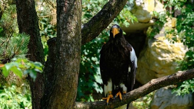 Камчатка Орел