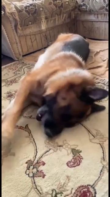 Любимый родственник