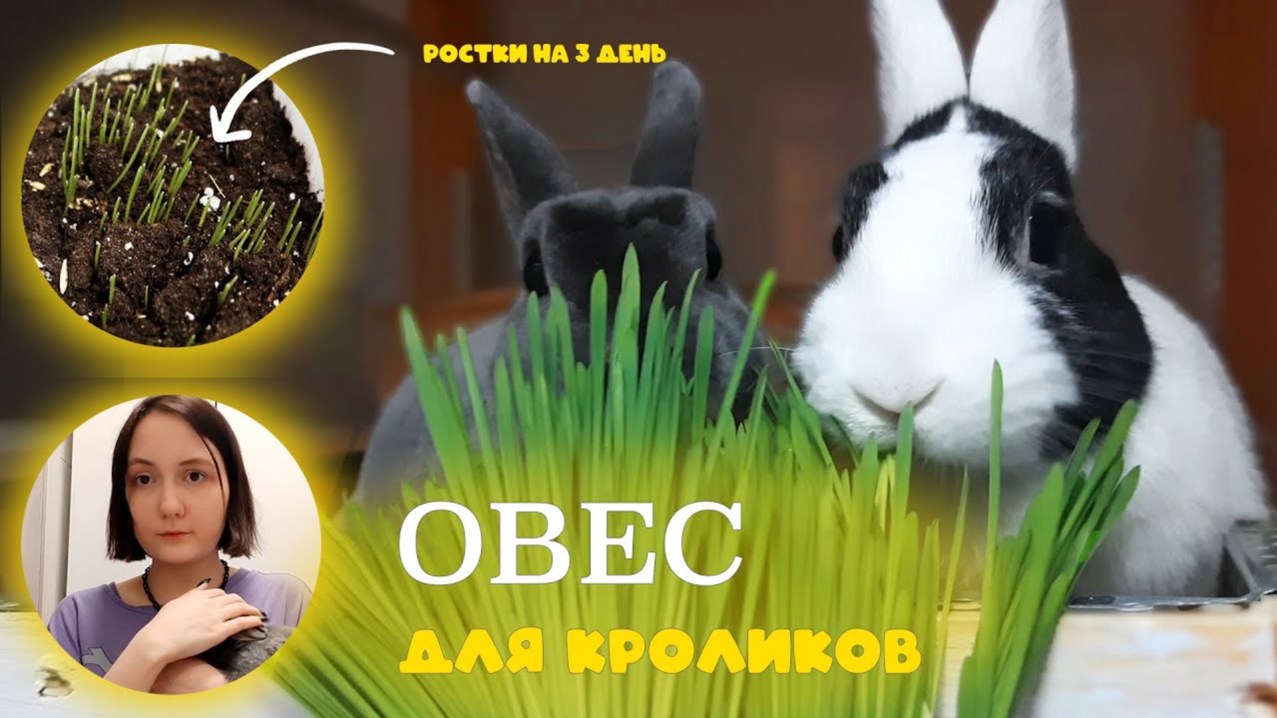 Проращивание овса ДЛЯ КРОЛИКОВ / кормление кролика СВЕЖЕЙ ТРАВОЙ/ проращивание овса с грунтом и БЕЗ