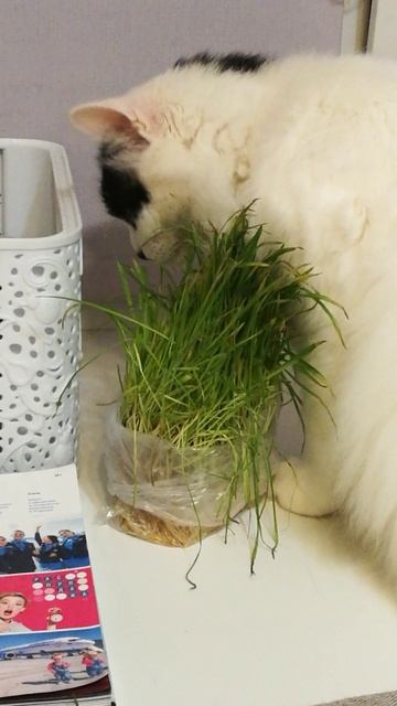 Котик пытается поесть травку