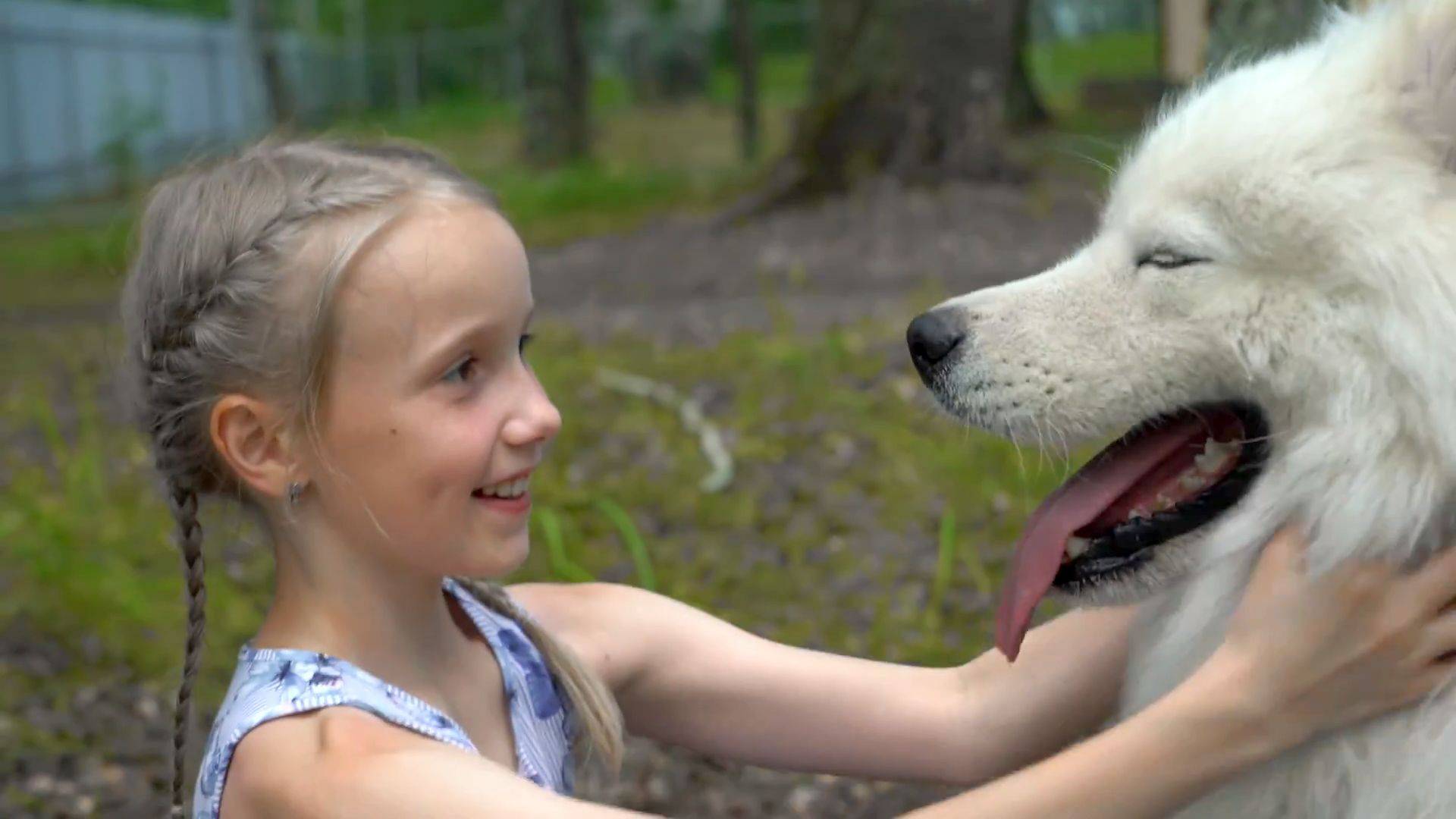 База отдыха «Щукино»: прогулки с самоедами
