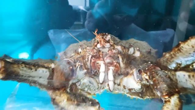 Увидели КРАБА в рыбном магазине.