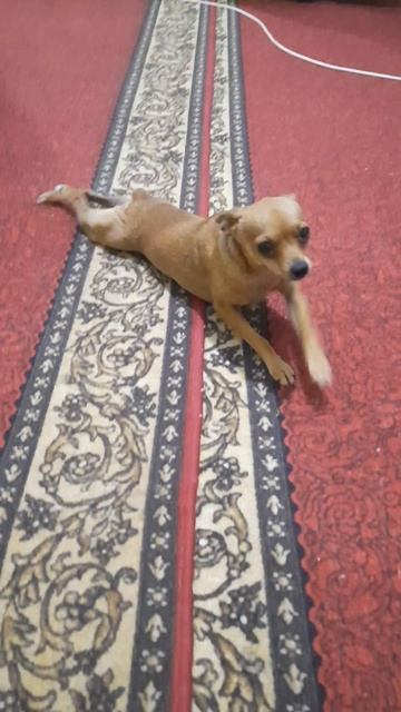 наша забавная собачка Миля