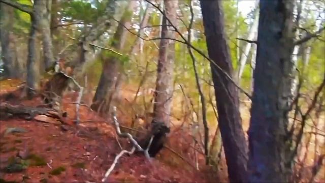 Вокруг Гороволдайского озера. Ленинградская область