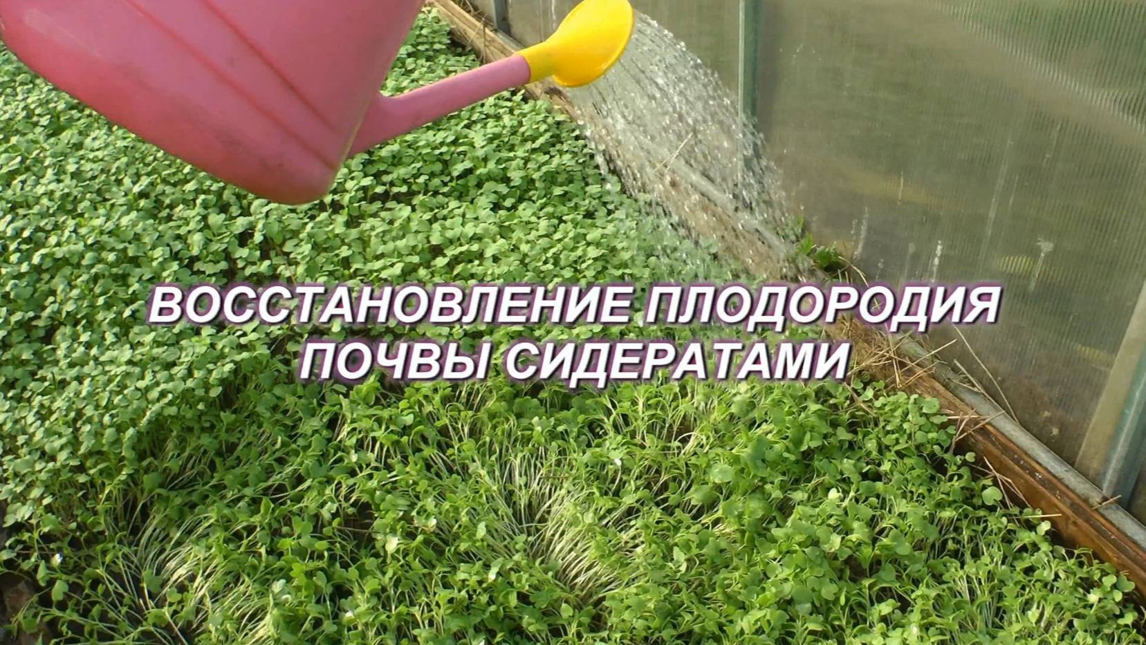 Восстановление плодородия почвы сидератами