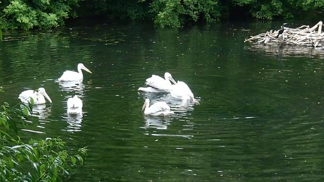 Московский зоопарк. Съемка 2011 года