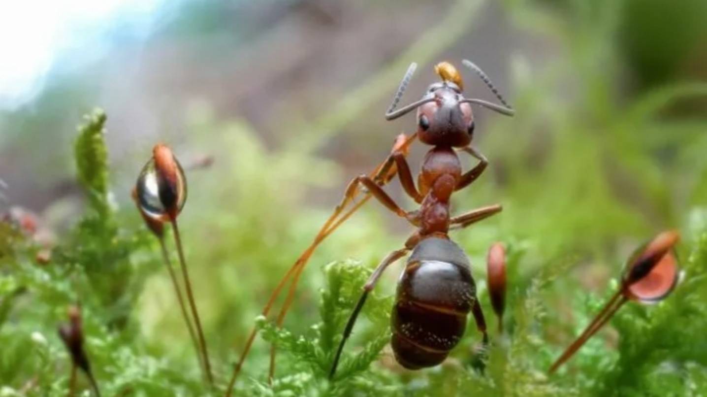 The ants 🐜 2улучшаю свой аккаунт