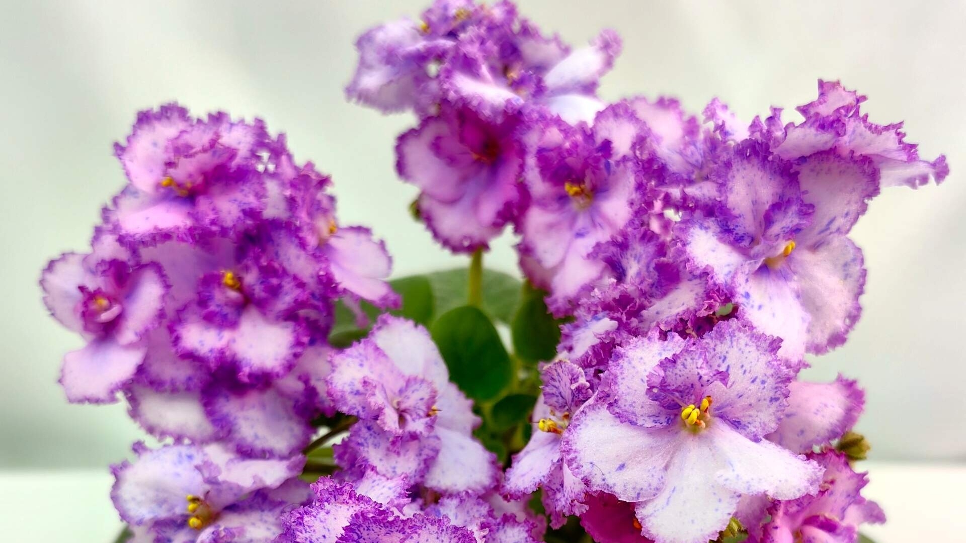 ИЗЛИШКИ 🌸🌸🌸ФИАЛОК НА 25.03.25Г