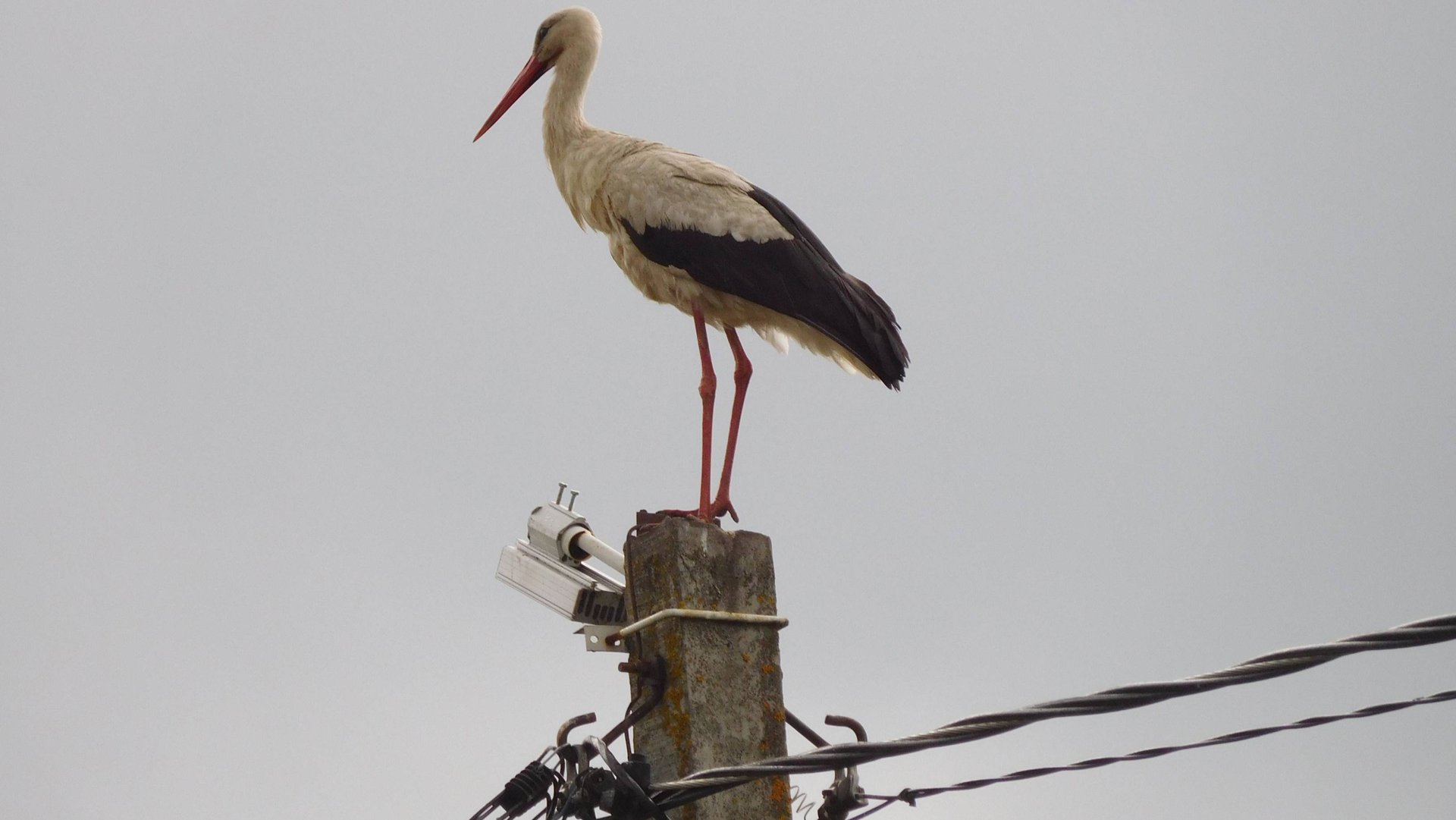 Почему аисты клацают.
