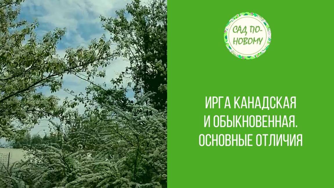 Ирга канадская и обыкновенная. Основные отличия.