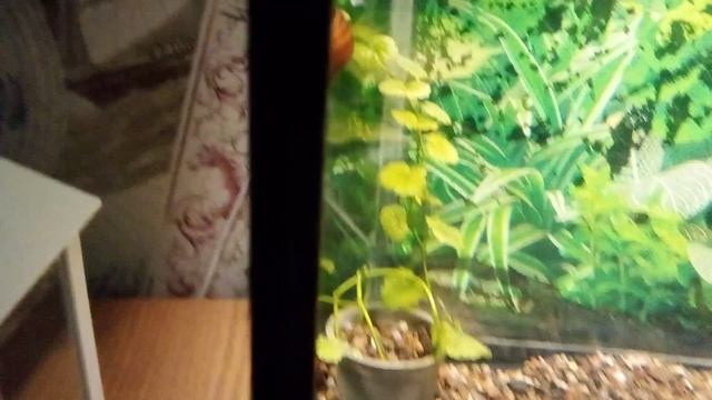 аквариум с гуппи и неонами