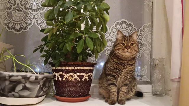 Как поднять дофамин  100%