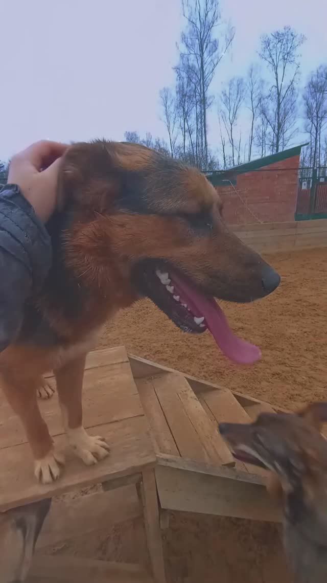 Среда Сирены и Зеи ❥ Приют в Малинках