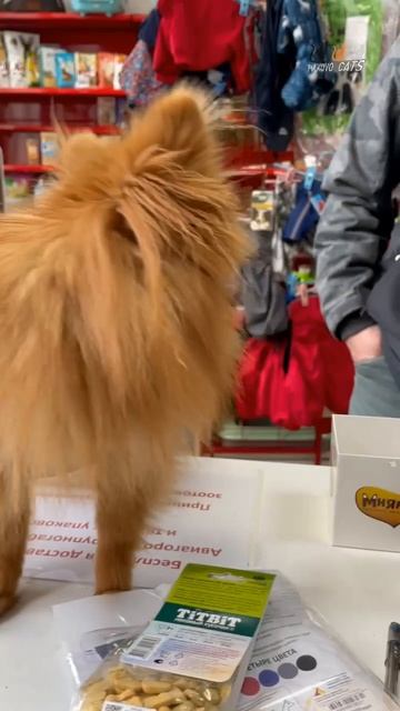 Гости зоомагазина - Аккуратная дегустация