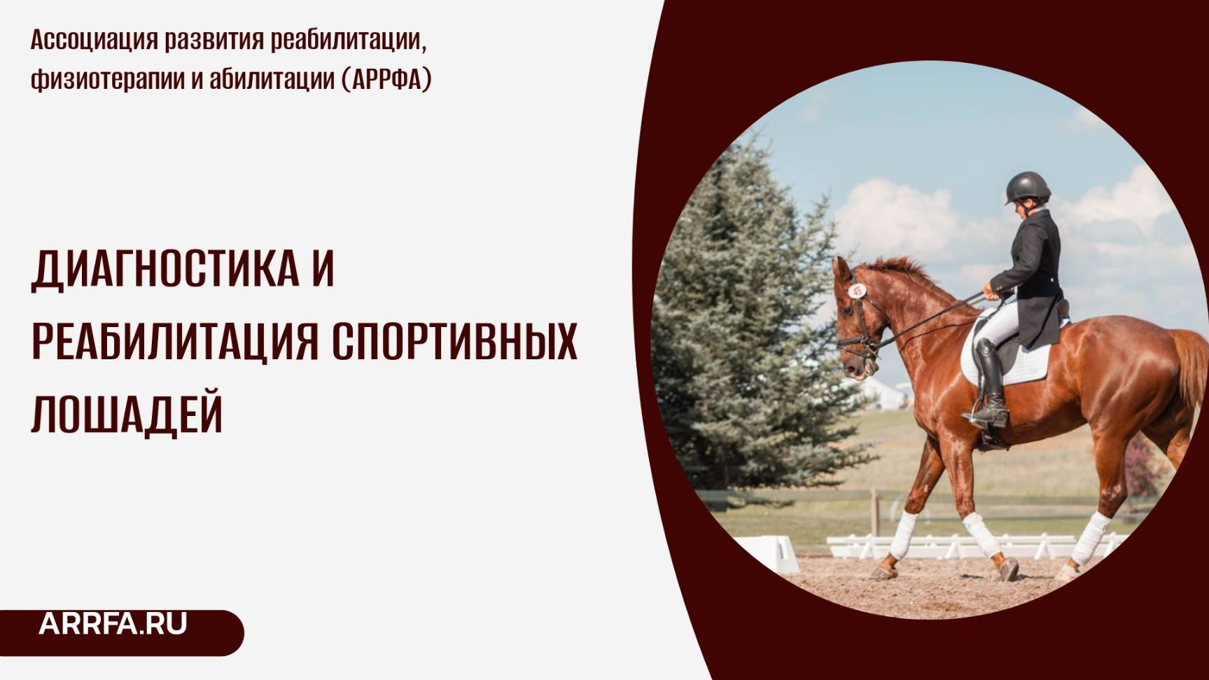 Диагностика и реабилитация спортивных лошадей с применением магнитной стимуляции