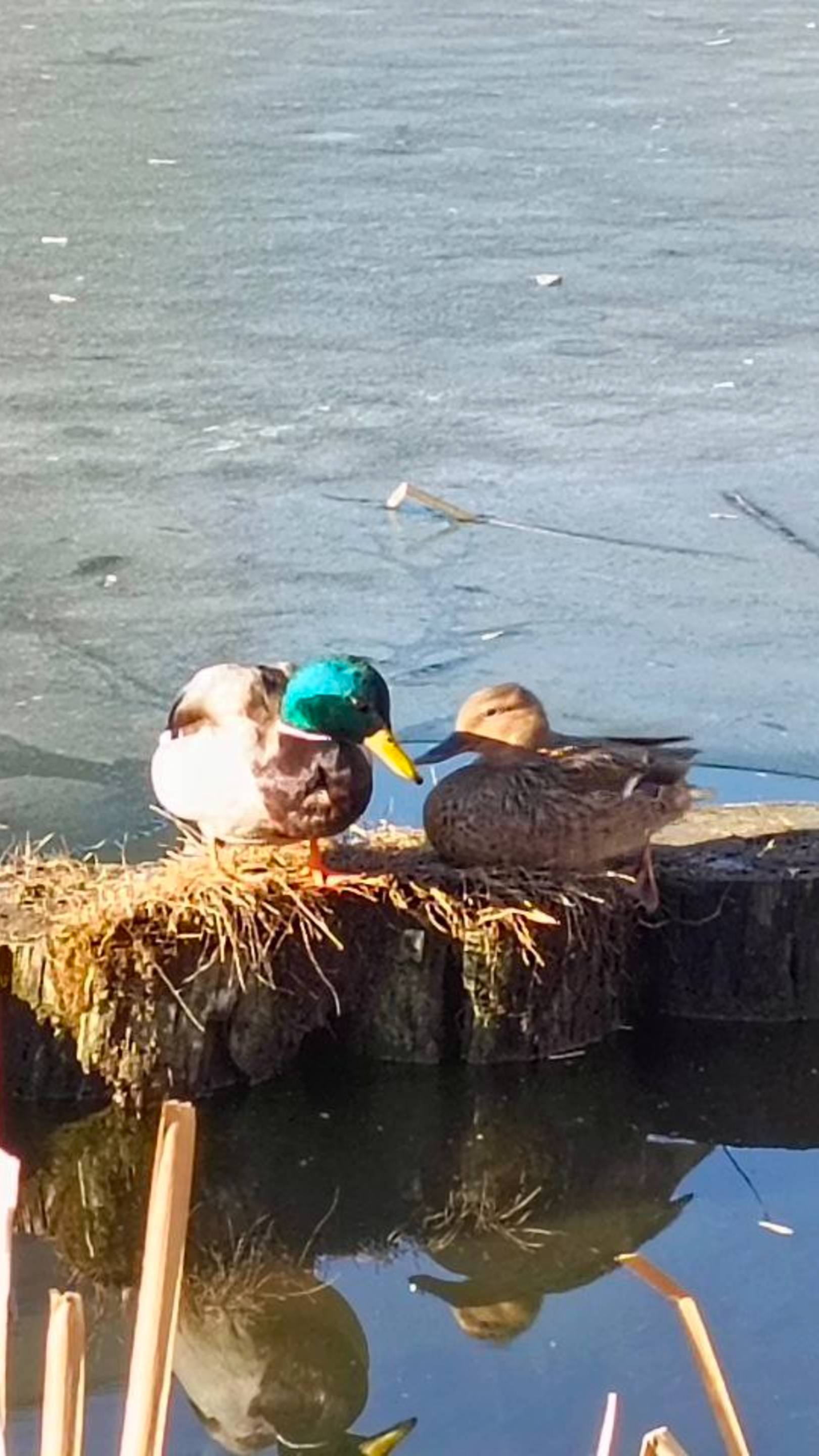 Весна на Москва-реке.