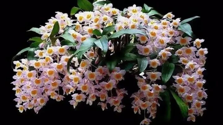 Дендробиум  Farmeri содержание в домашних условиях. Появление цветоносов. Часть 6