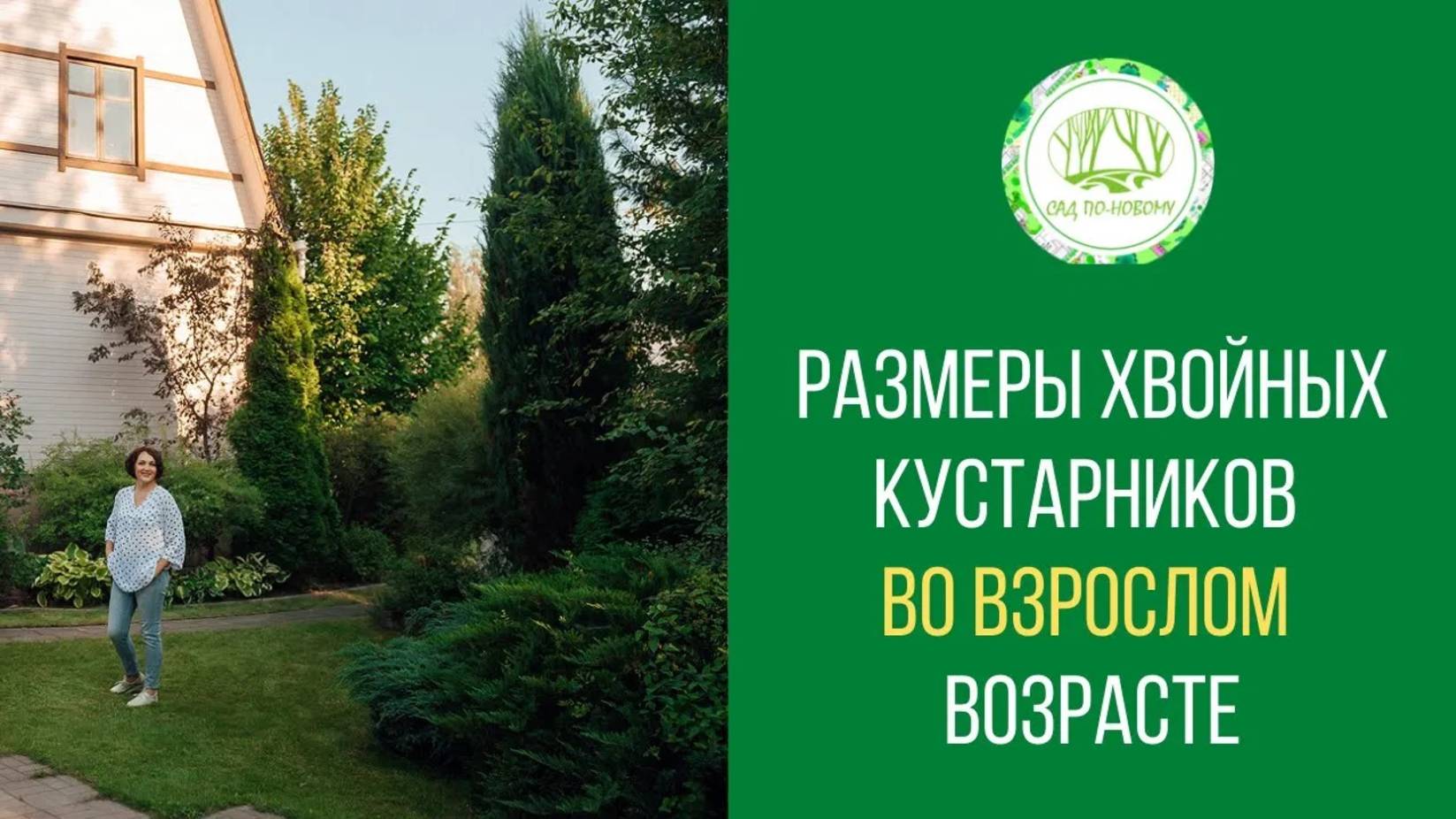 Размеры хвойных кустарников во взрослом возрасте #1