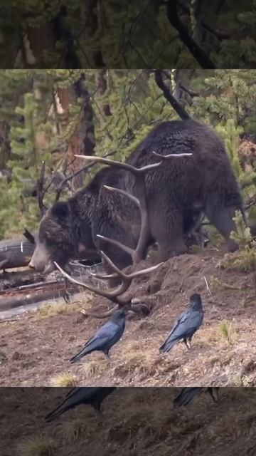 столовая для Миши.