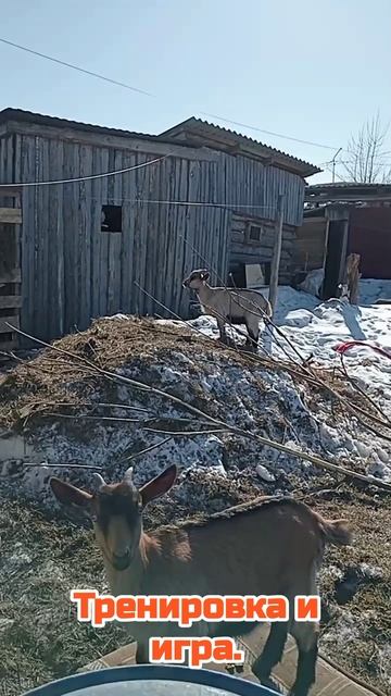 Дрессировка козы.