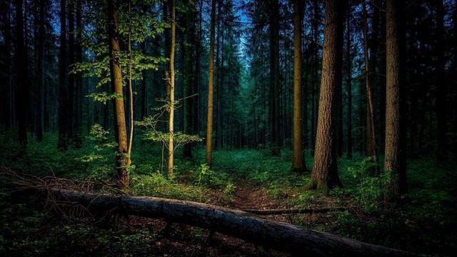 Полная релаксация под спокойное пение соловья в ночном лесу.