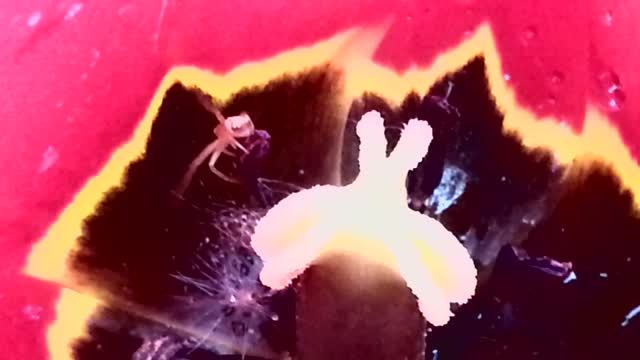 Паучок в тюльпане