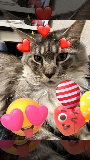 День рождения Марсика 🥳😻
