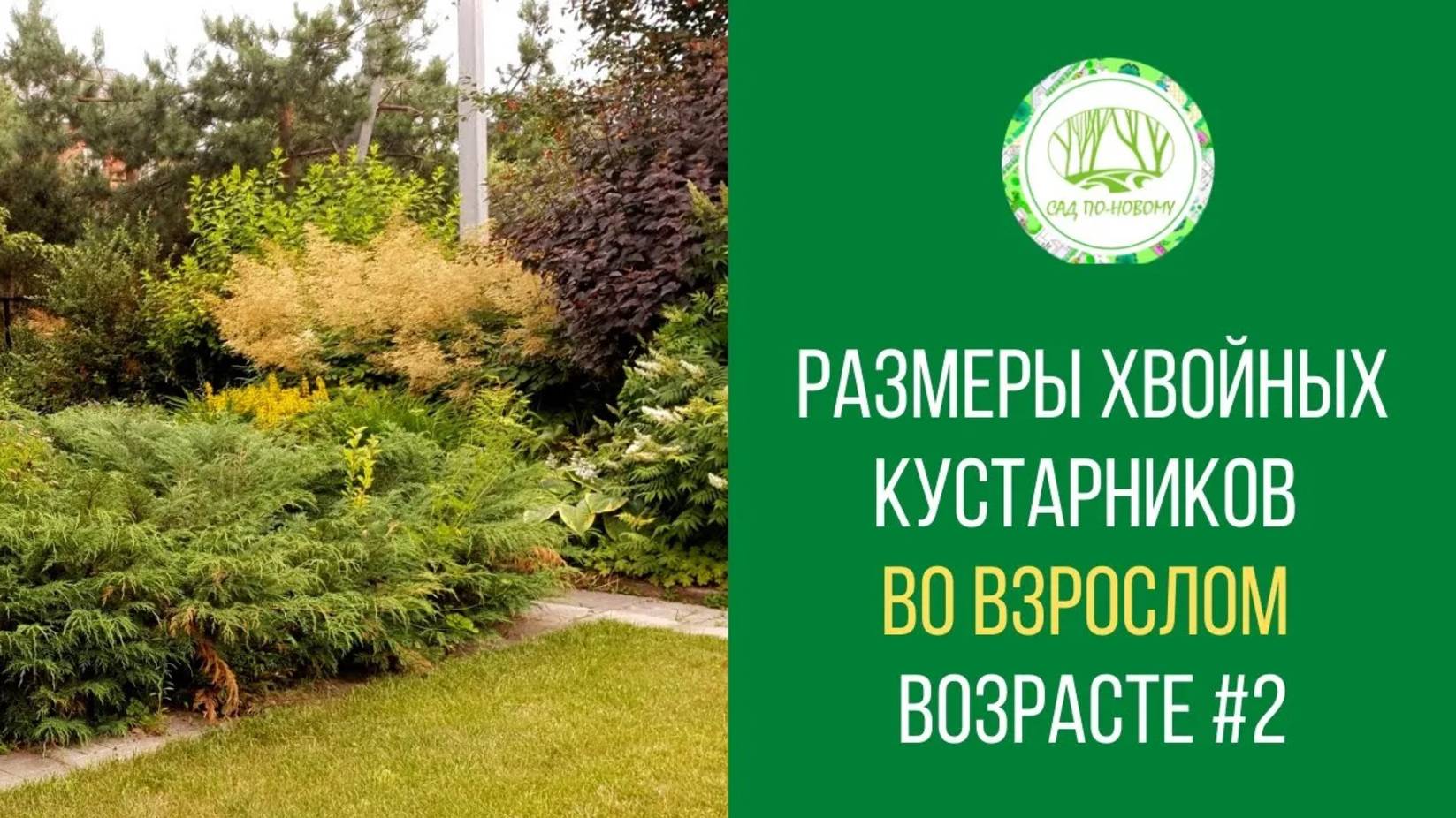 Размеры хвойных кустарников во взрослом возрасте #2