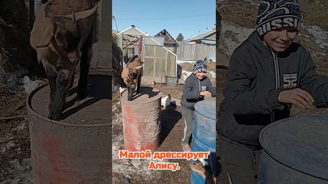 Дрессированная коза.