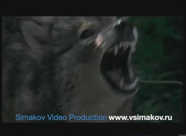 Животные в кино, репортаж М1