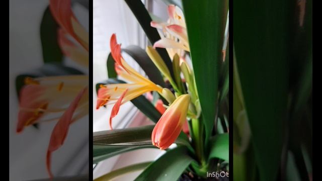 27-03-2025 Моя домашняя весна....... Завтра принесу домой веточки берёзы....