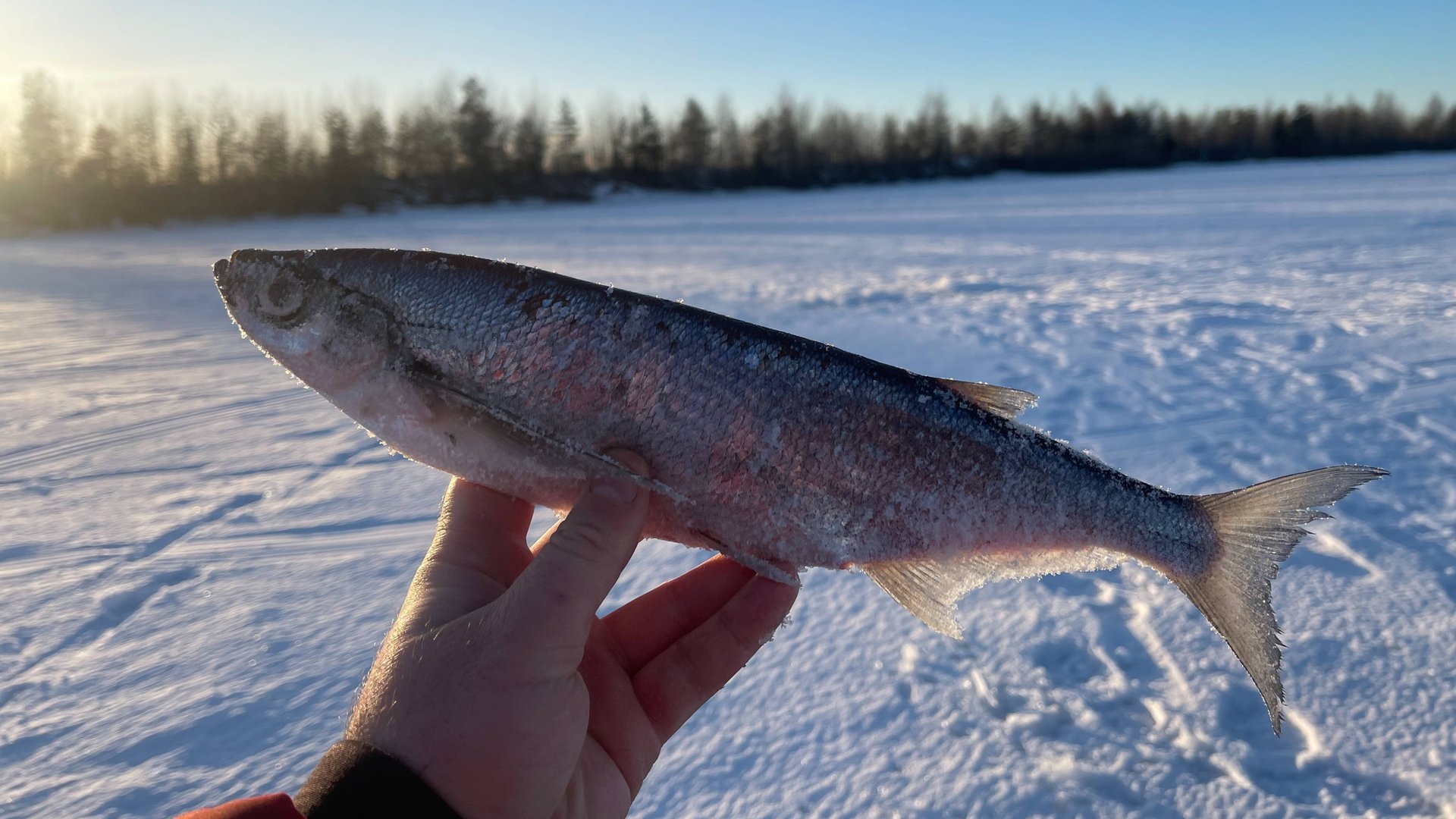 Зимняя охота за ЧЕХОНЬЮ! Рыба- сабля, попробуй её поймать!