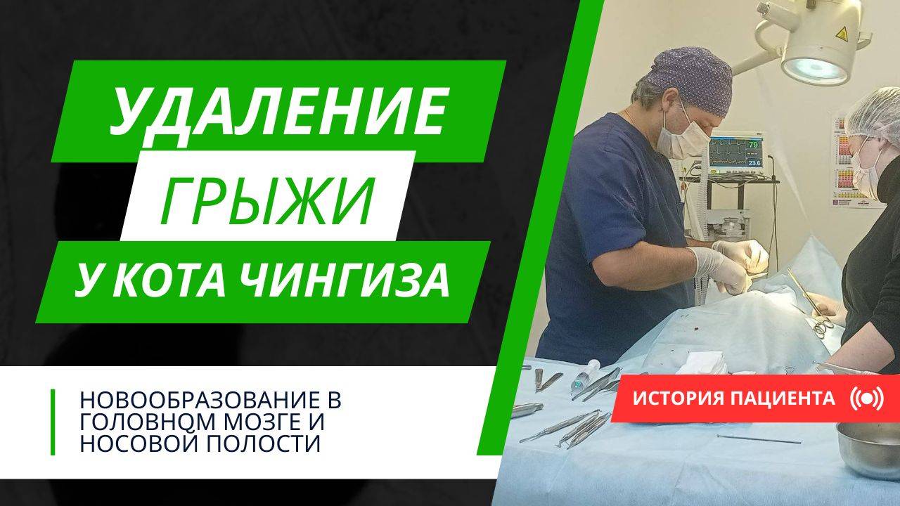 Удаление у кота новообразования в головном мозге и носовой полости