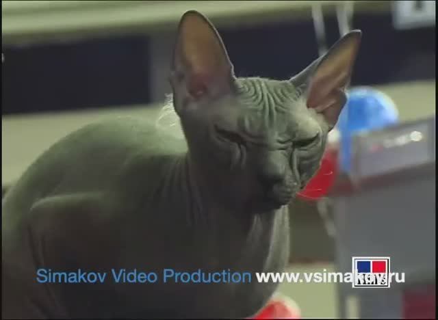 Супершоу кошек Кубок Hill's Санкт-Петербург, 2005 г