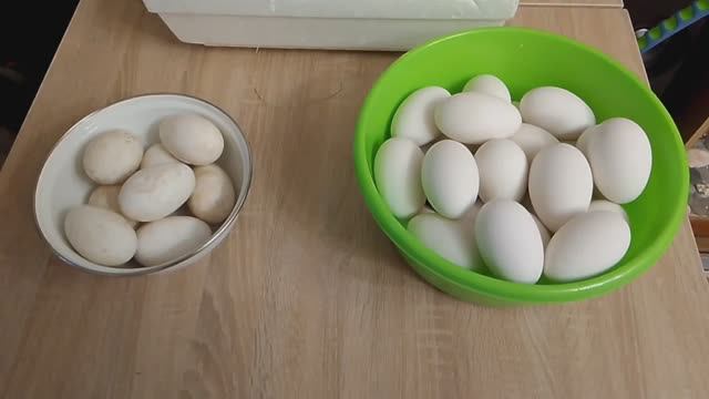 Гуси 2025 (закладка инкубатора)