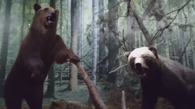 музей природы в Беловежской пуще