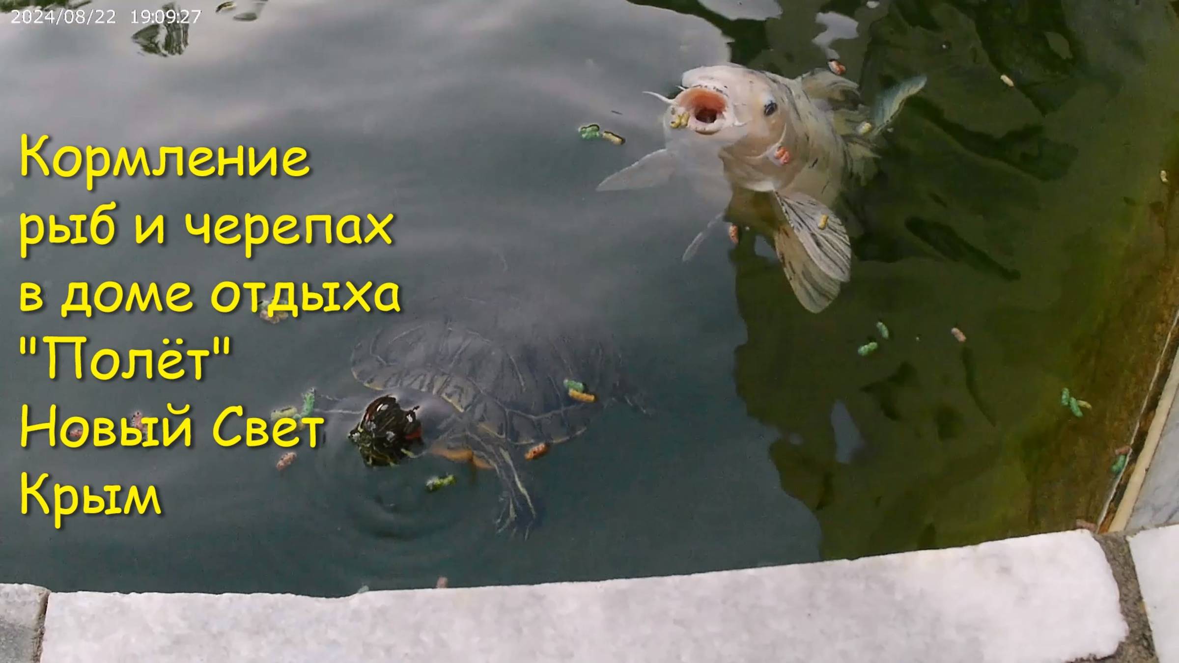 Кормление рыб и черепах в доме отдыха "Полёт". Новый Свет, Крым.