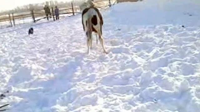 Как в деревнях ловят и заезжают диких лошадей