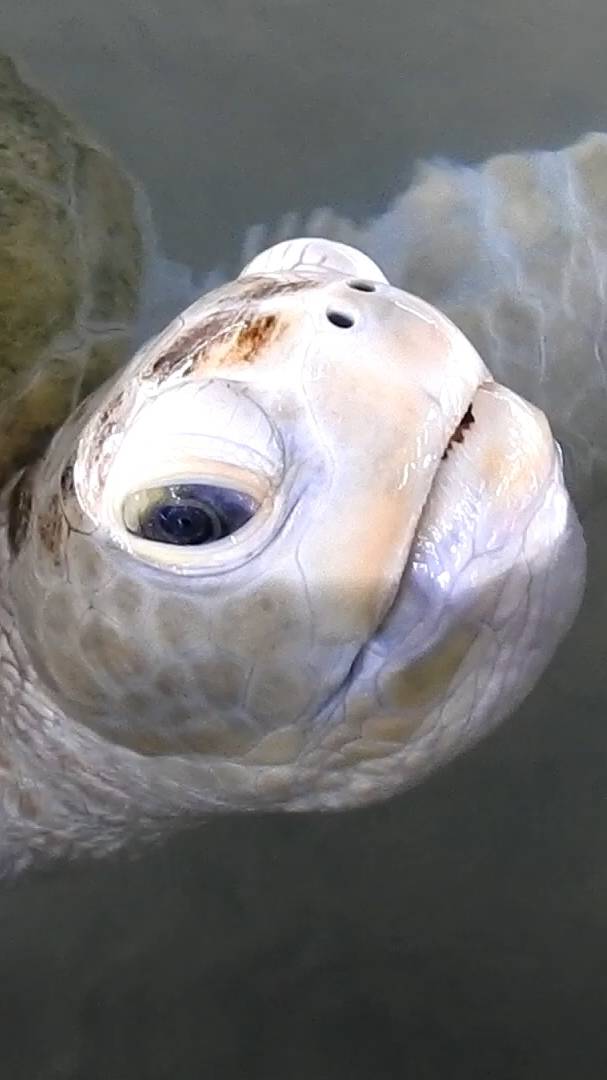 Морская черепаха-альбинос, Шри-Ланка #черепаха #морскаячерепаха #альбинос #шриланка #albino #short