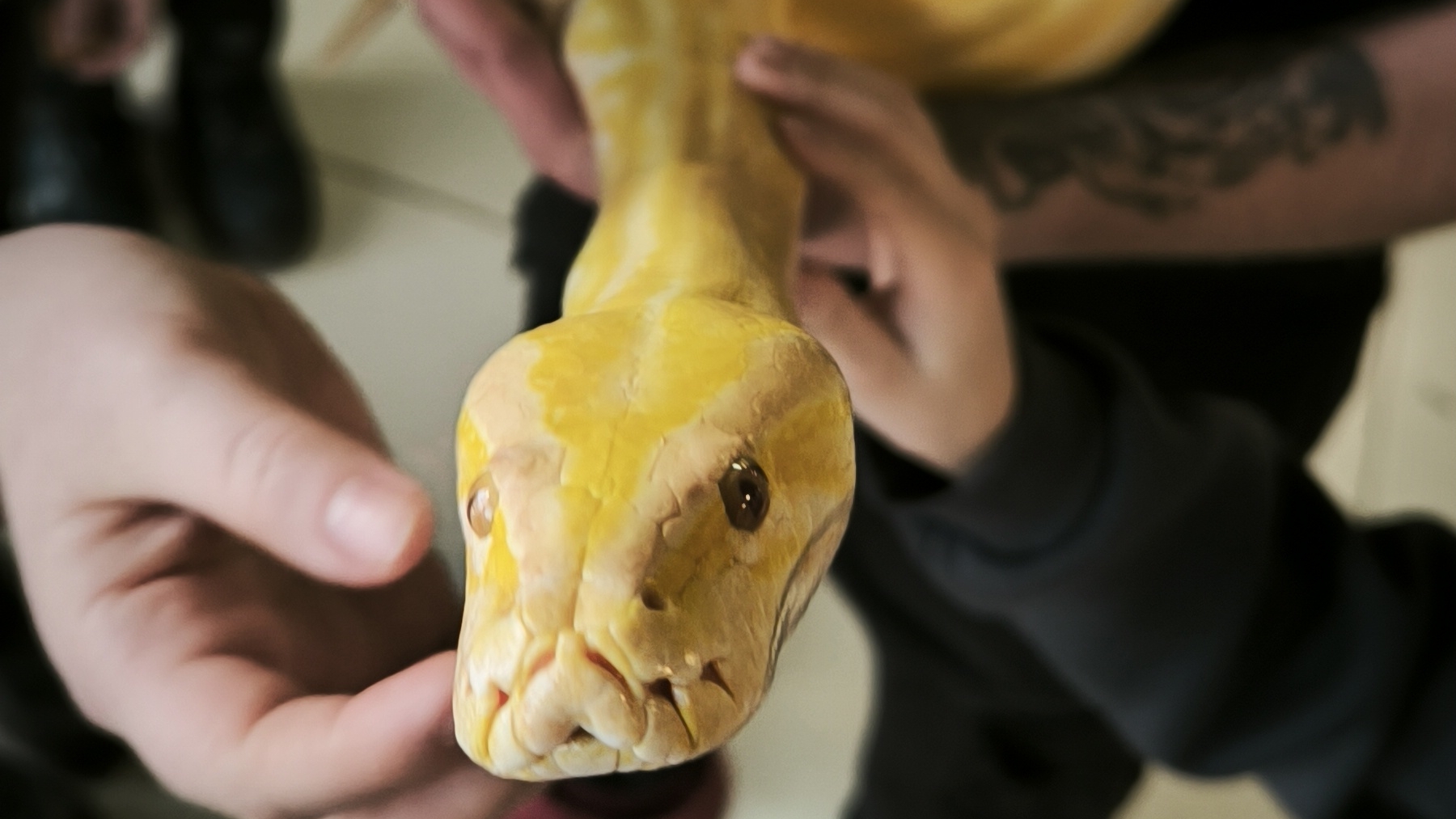 Контактный зоопарк zooland Питон Альбинос !