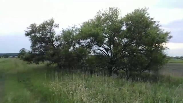 Верхом на лошади: песня о дельфине !!!