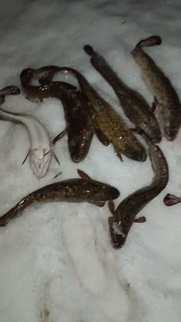 начал клевать налим