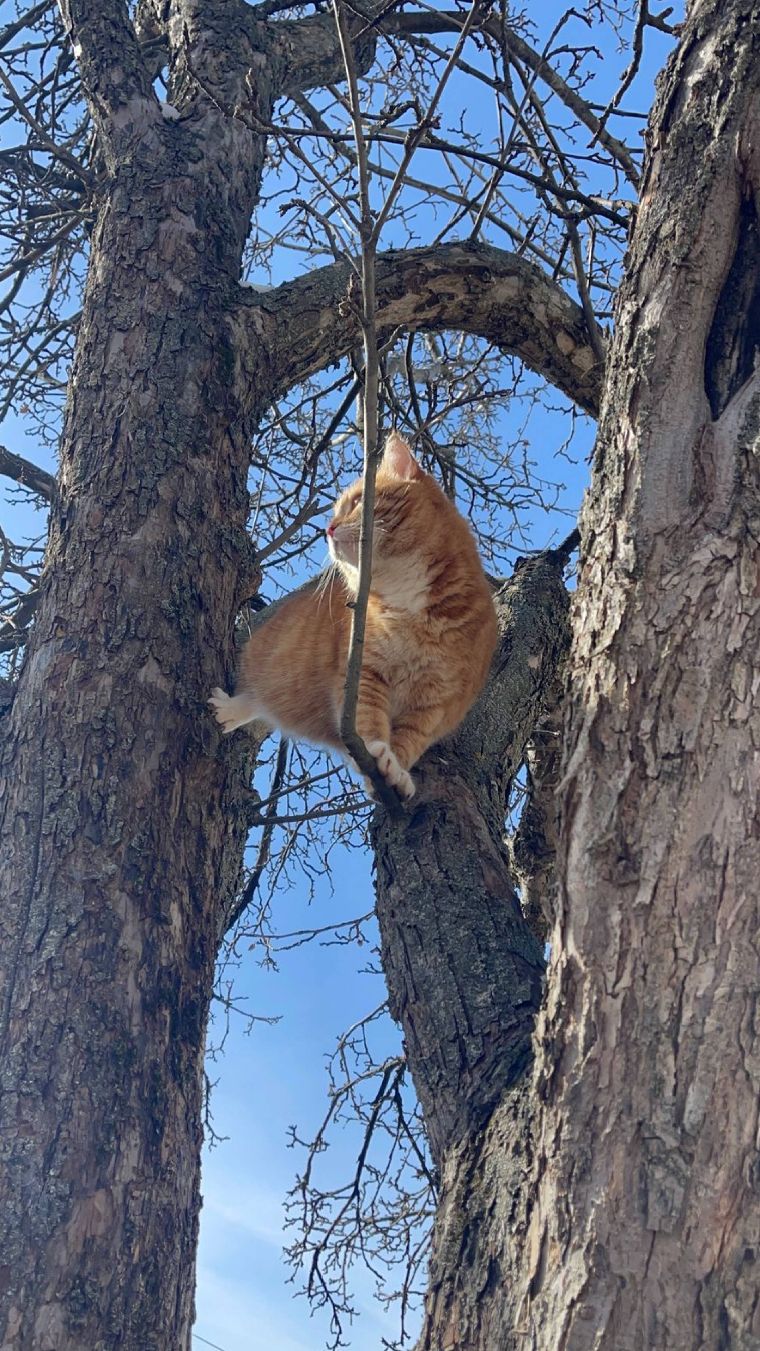 Милая кошечка на утренней зарядке.
