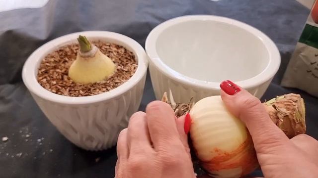 ВЕЗУЧАЯ ЛУКОВИЦА Обработка и посадка луковицы Амариллиса «МИНЕРВА»