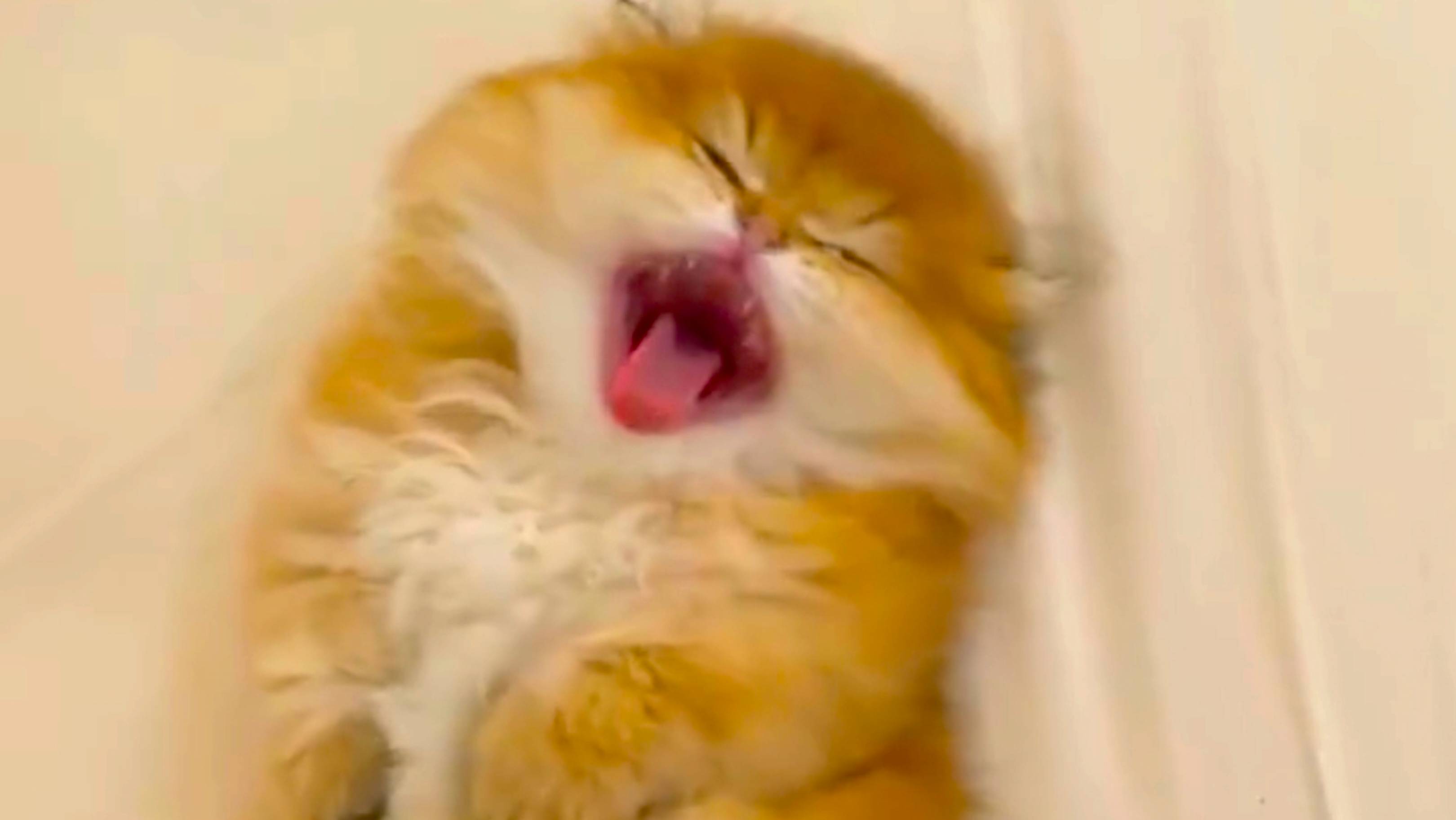 Смешные коты Подборка / Забавные видео про домашних животных/ Смотреть приколы про котиков 2025