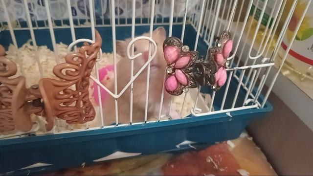 Видео антистрес 🐈🐹 Наша Наташа красавица!!!🤩