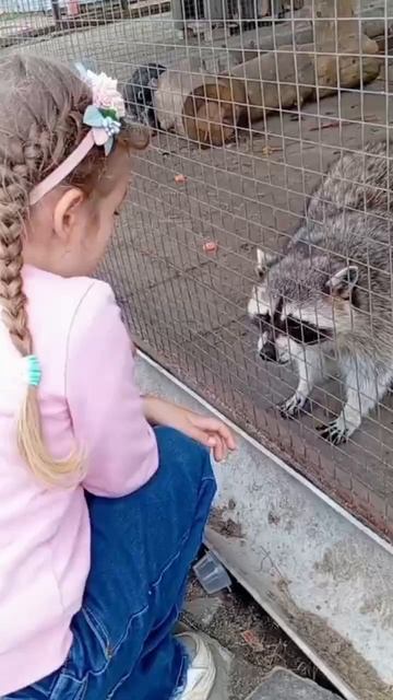 Шустрый петух в зоопарке 😂