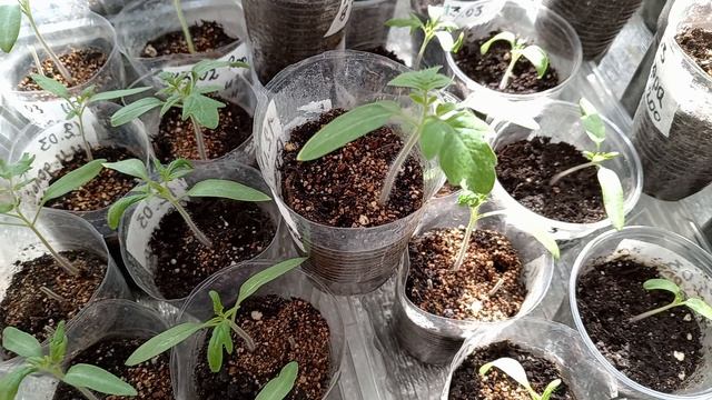 Рассада в конце марта. СПб.